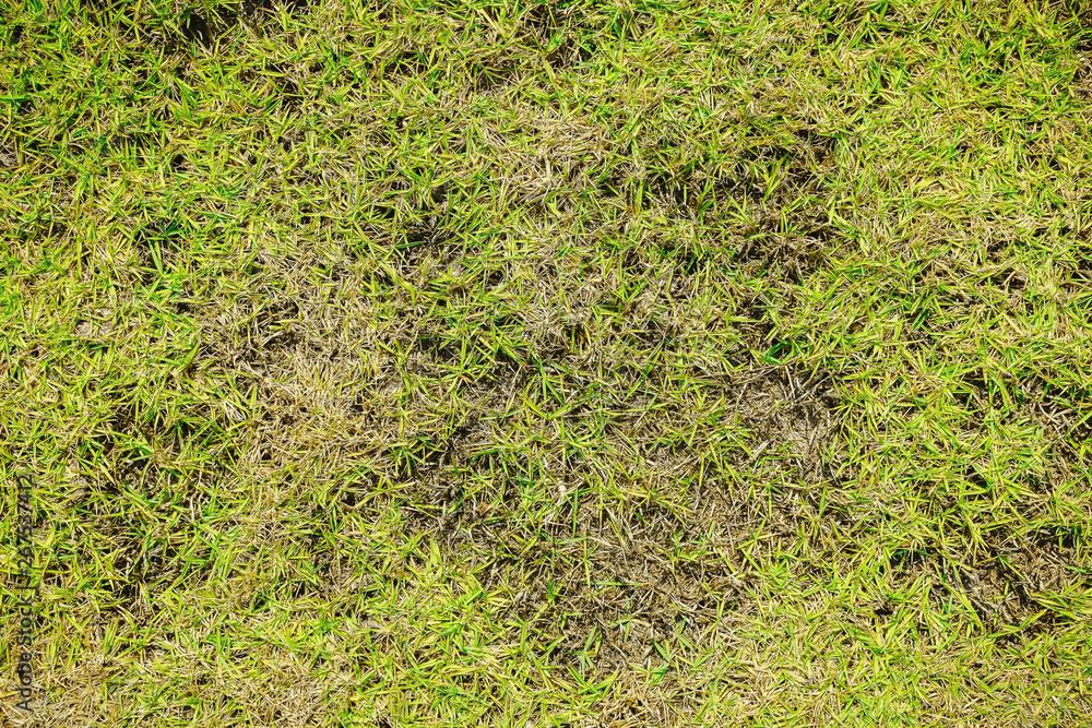 Grass texture. grass background. patchy grass, lawn in bad condition ...