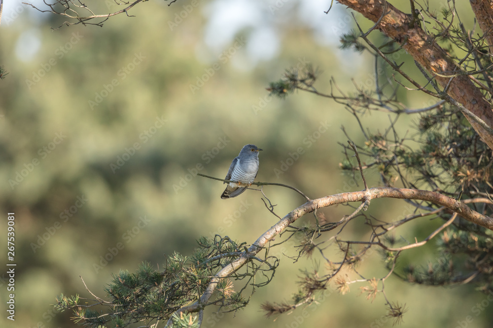 kuckuck Stock Photo | Adobe Stock