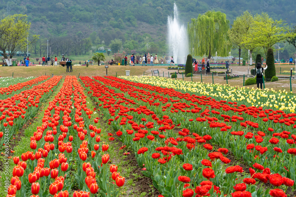 Beautiful tulip flowers is a veritable Eden in Indira Gandhi Memorial ...
