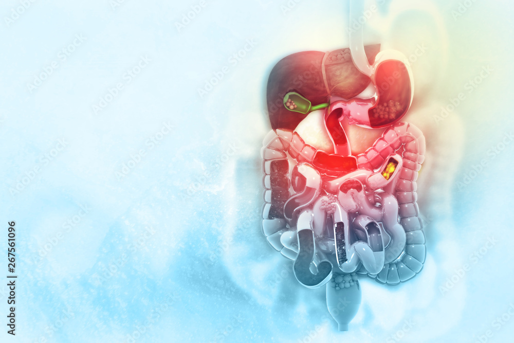 Human digestive system on scientific background Stock Illustration ...