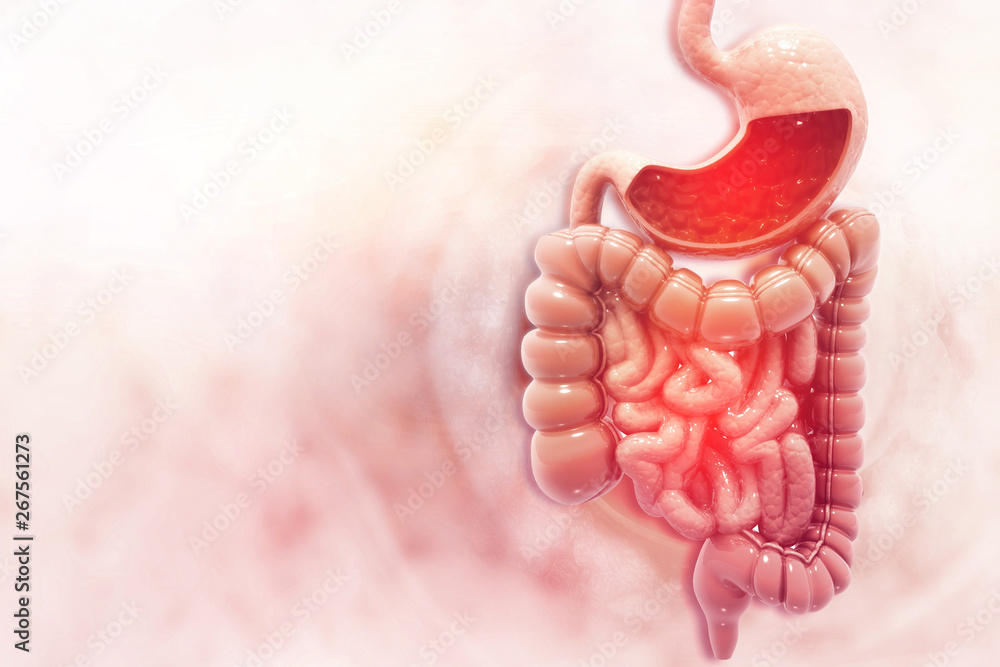 Human digestive system on scientific background Illustration Stock ...
