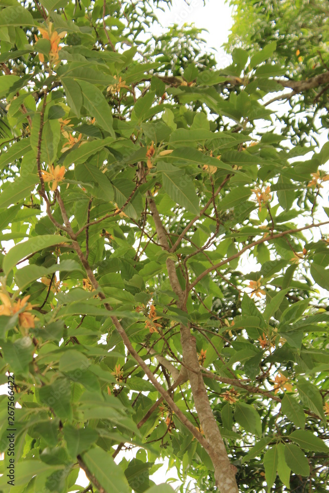 magnolia champaca tree. Stock Photo | Adobe Stock