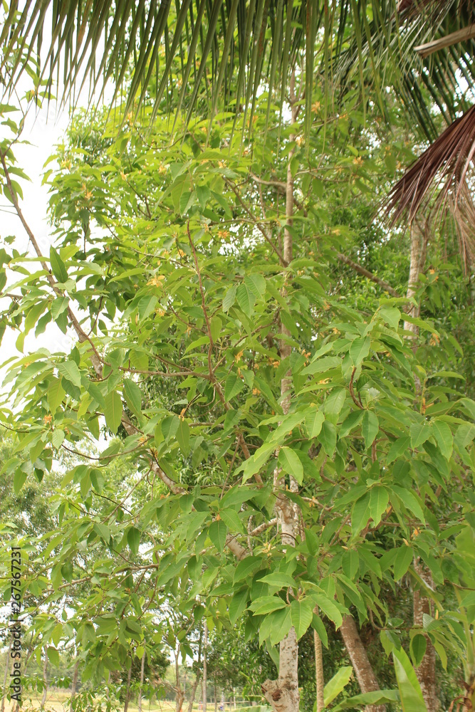 magnolia champaca tree. Stock Photo | Adobe Stock