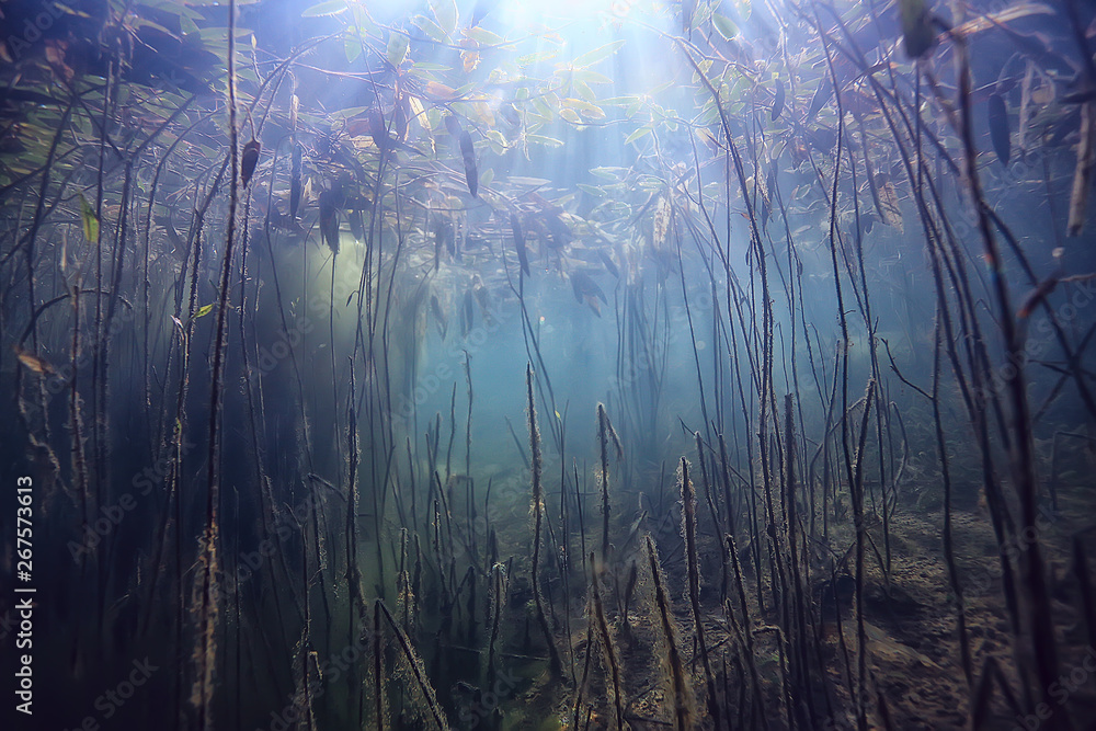 swamp underwater landscape abstract / sunken trees and algae in clear ...