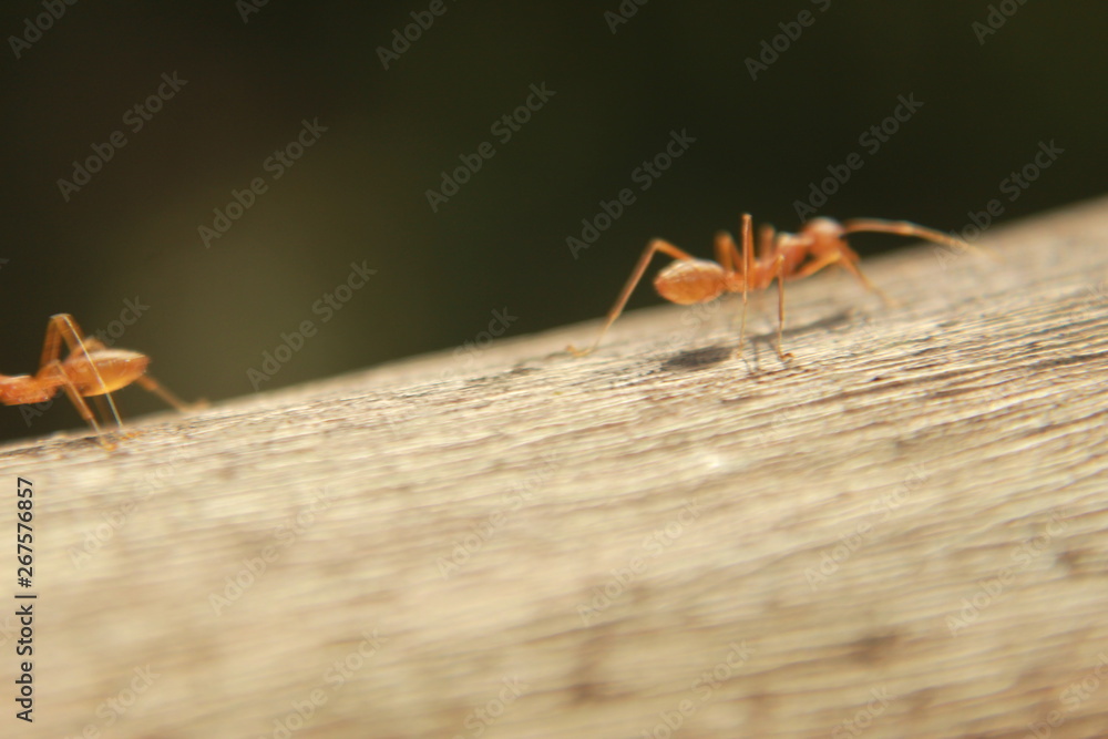 Oecophylla smaragdina. Common names weaver ant, green ant, green tree ...