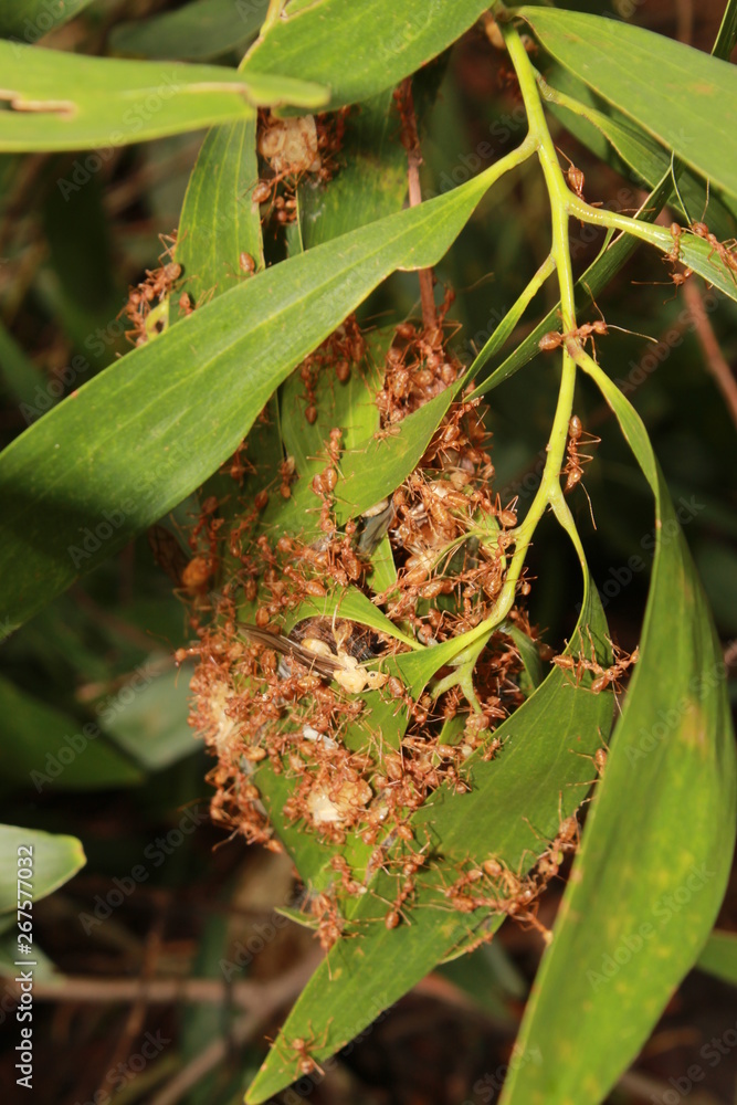 Oecophylla smaragdina nest. Common names weaver ant, green ant, green ...