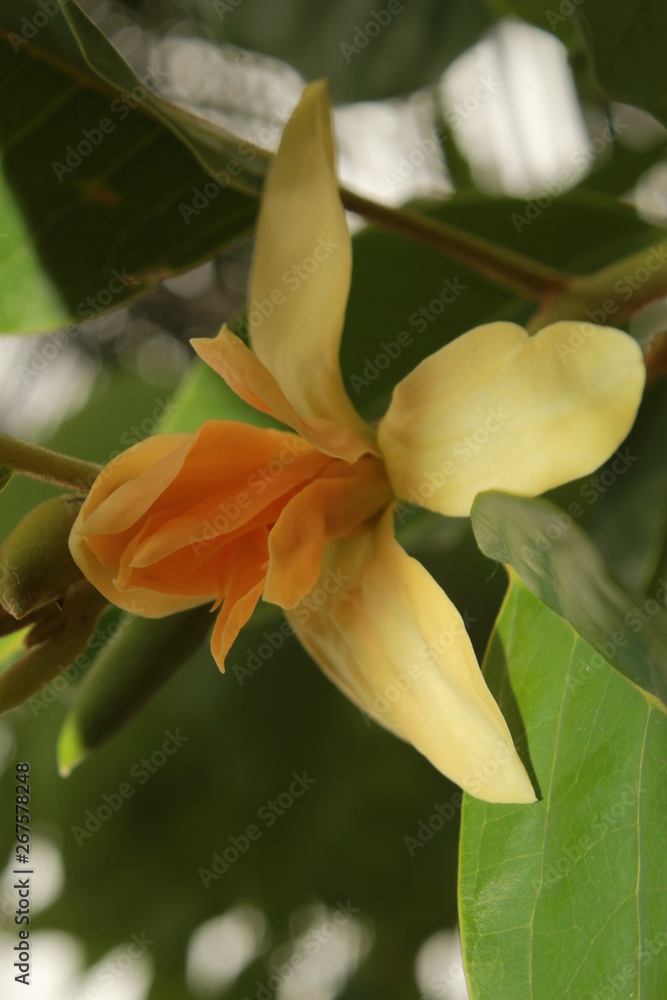 magnolia champak flower Stock Photo | Adobe Stock