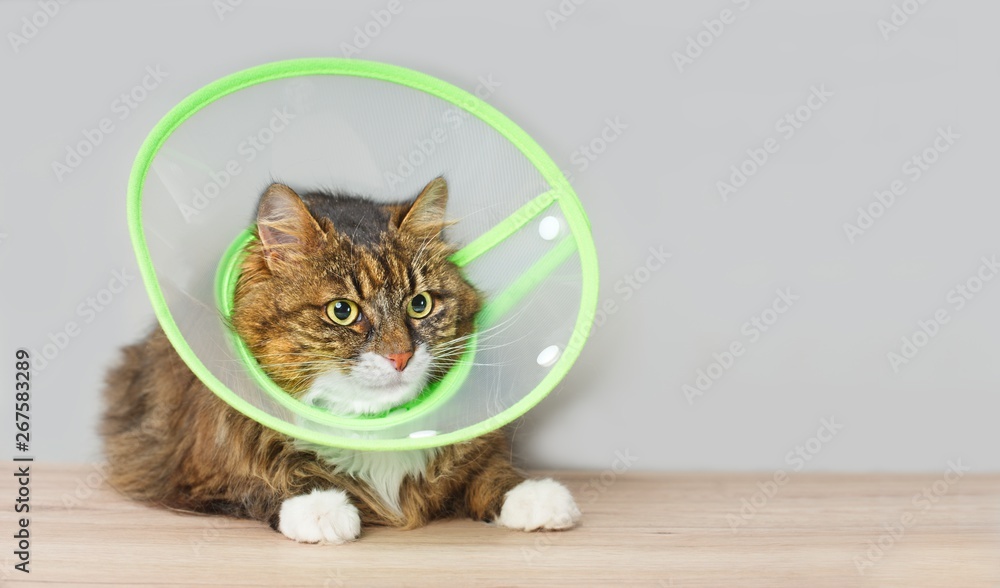 Maine coon cat with a pet cone looking anxiously sideways. Horizontal ...