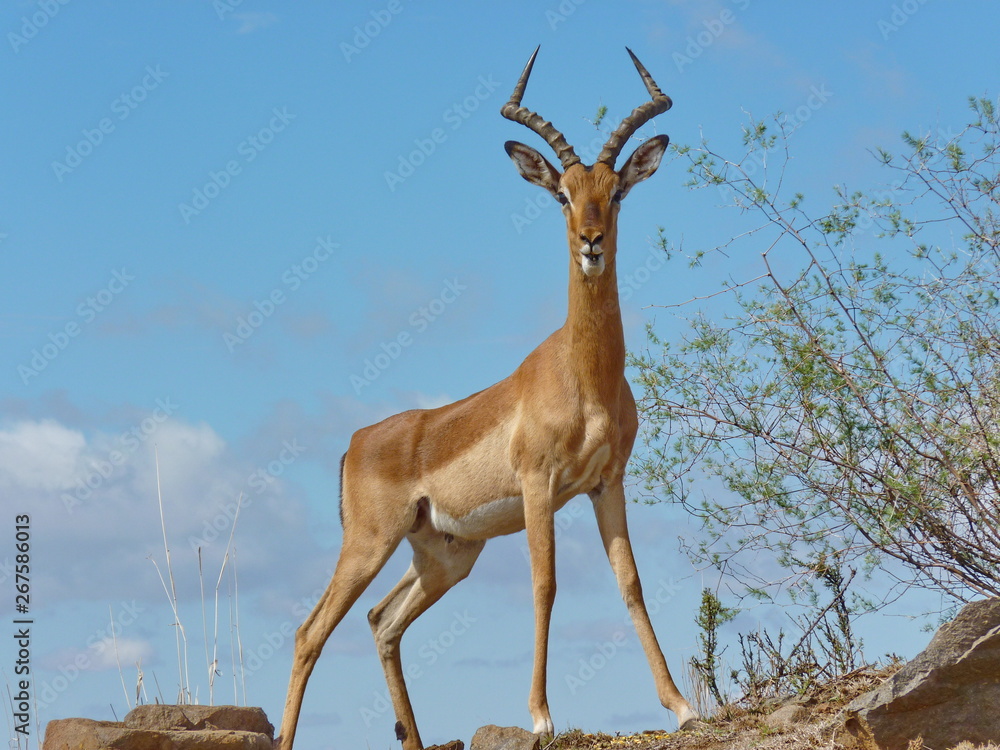 Impala Bock Stock Photo | Adobe Stock