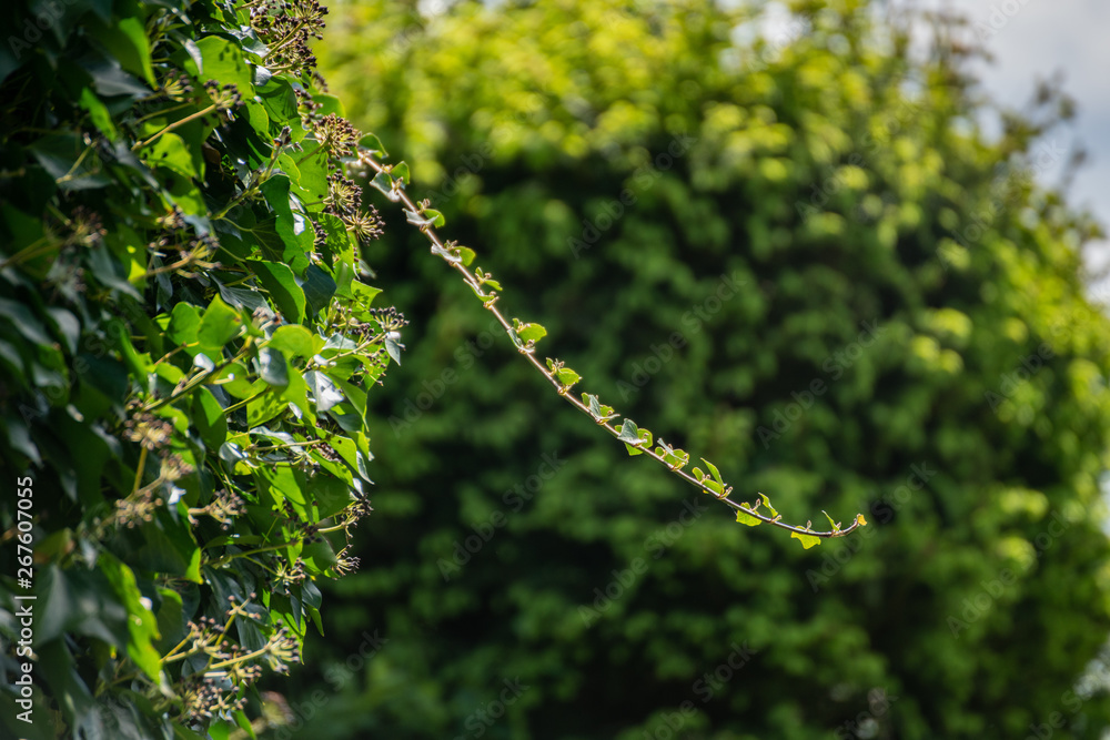 A wall of common ivy in shadow. Also known as european ivy, english ivy ...