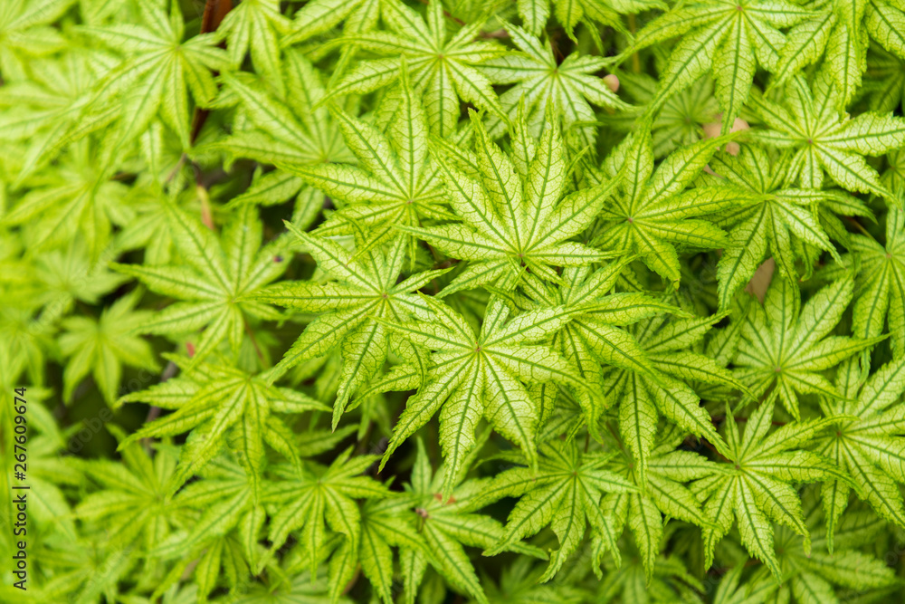 green leaves of plants growing in nature with fresh Stock Photo | Adobe ...