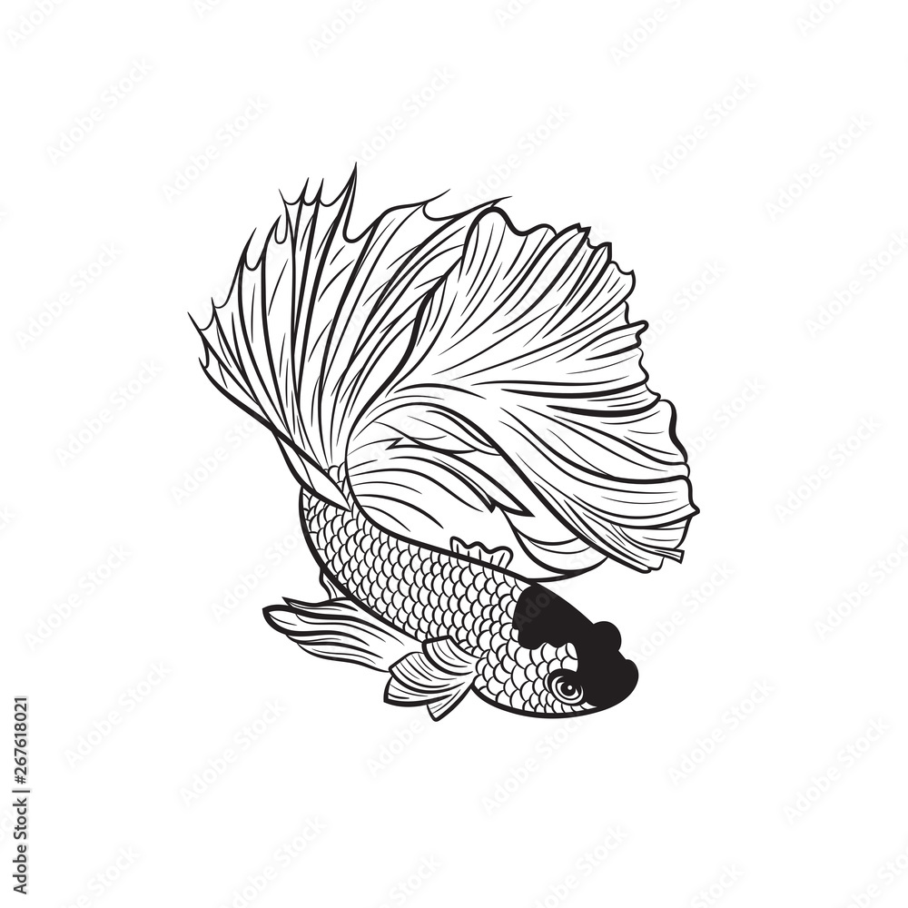 Male Betta Fish Drawing