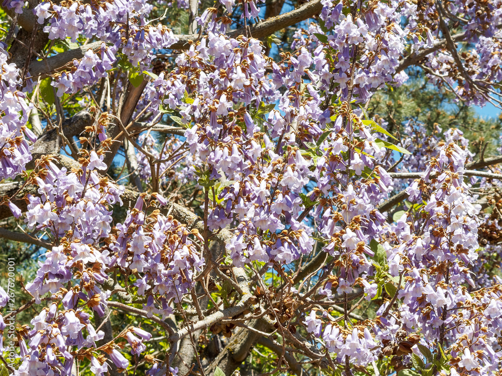 Paulownia tomentosa - Le paulownia ou Arbre d'Anna paulowna aux ...
