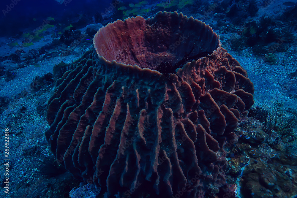 underwater sponge marine life / coral reef underwater scene abstract ...
