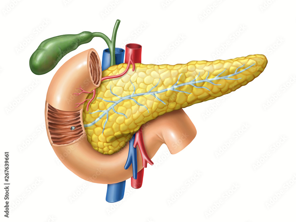 Pancreas anatomy Stock Illustration | Adobe Stock