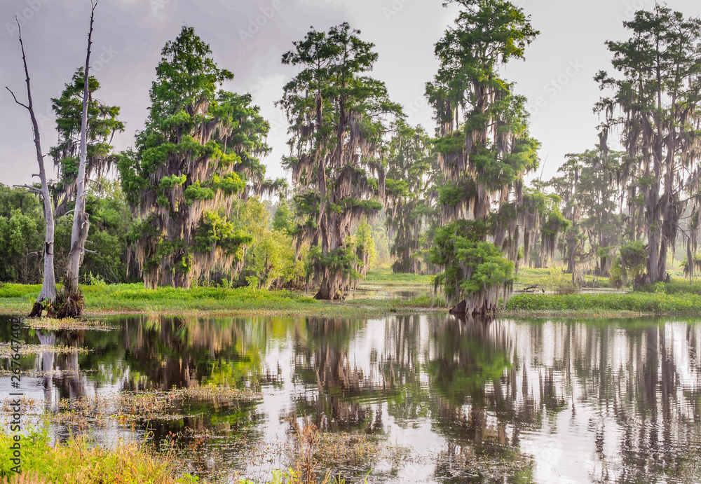 Cypress Trees Hanging Spanish Moss early morning Nature preserve Stock ...