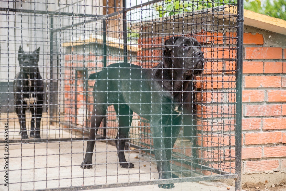 cane corso dog in cage Stock Photo | Adobe Stock