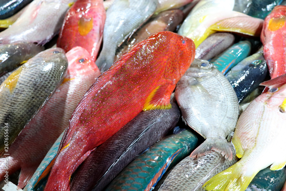 colorful fish on the night market - Kota Kinabalu Sabah Borneo Malaysia ...