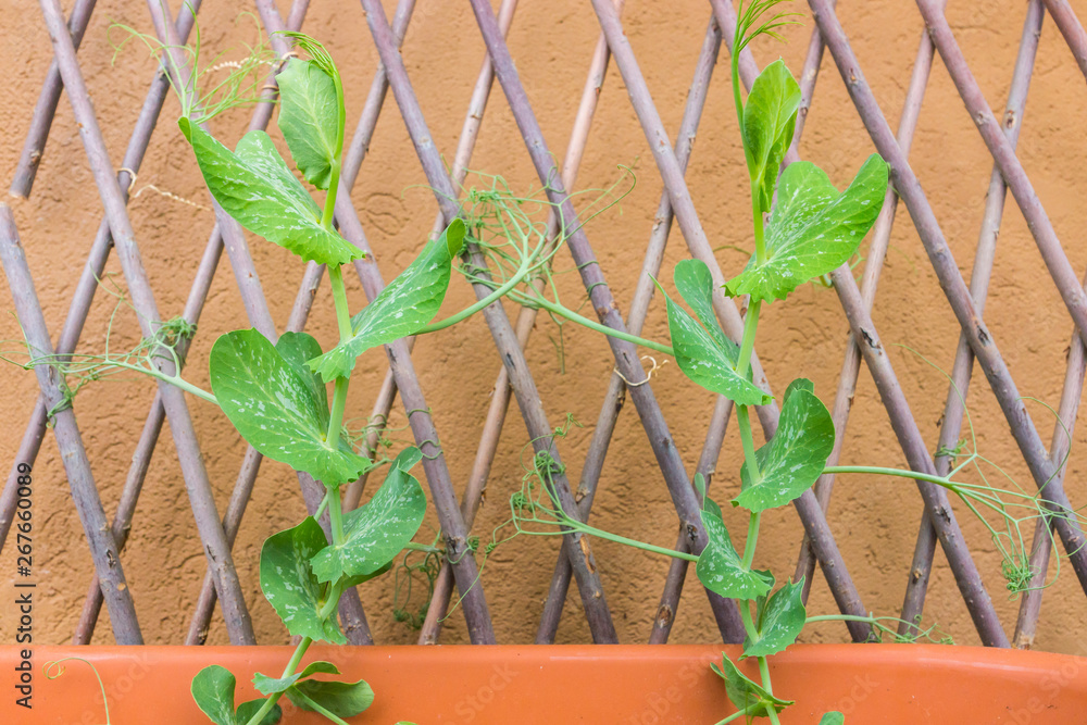 Couple of healthy organic heirloom pea plants climbing trellis growing ...