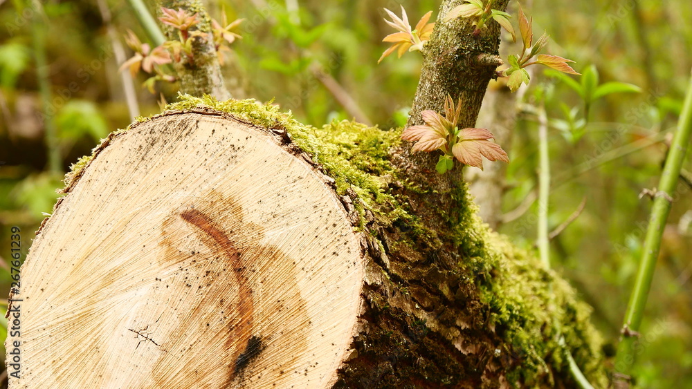 A sawed tree trunk with growing young leaves on it. Tree in the forest ...