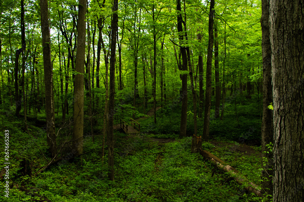 Foto de Wooded scene in a lush dark green forest do Stock | Adobe Stock