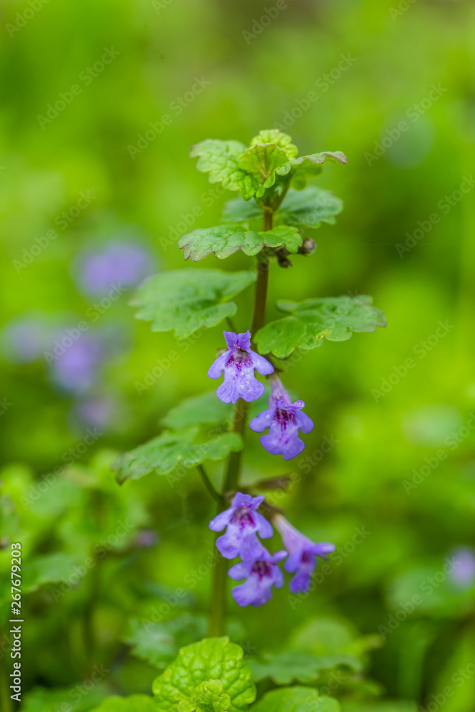 Glechoma hederacea, Nepeta glechoma Benth., Nepeta hederacea, ground ...