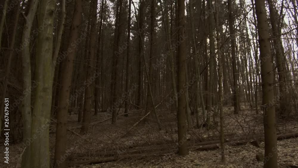 Dark, spooky trees in Hoia Baciu forest in Romania. Legend of haunted ...