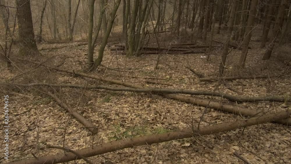 Fallen trees in Hoia Baciu forest in Romania. Legend of haunted forest ...