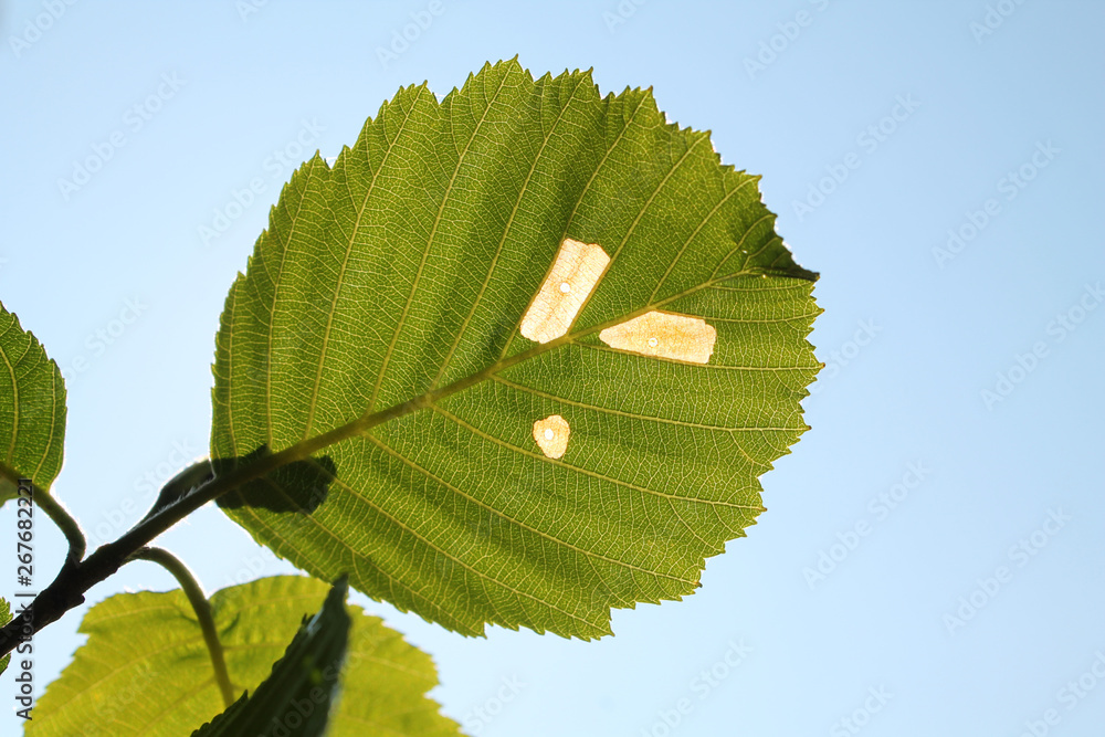 Grey alder (Alnus incana) green leaf with mine of Common case-bearer ...
