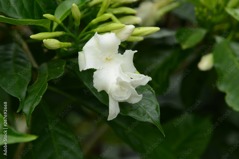Crape jasmine flowers / Tabernaemontana divaricata Stock Photo | Adobe ...