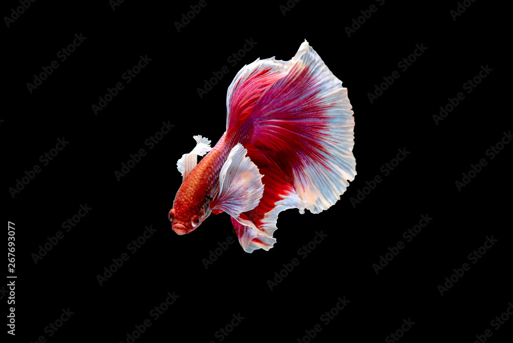 Pink Betta Fish