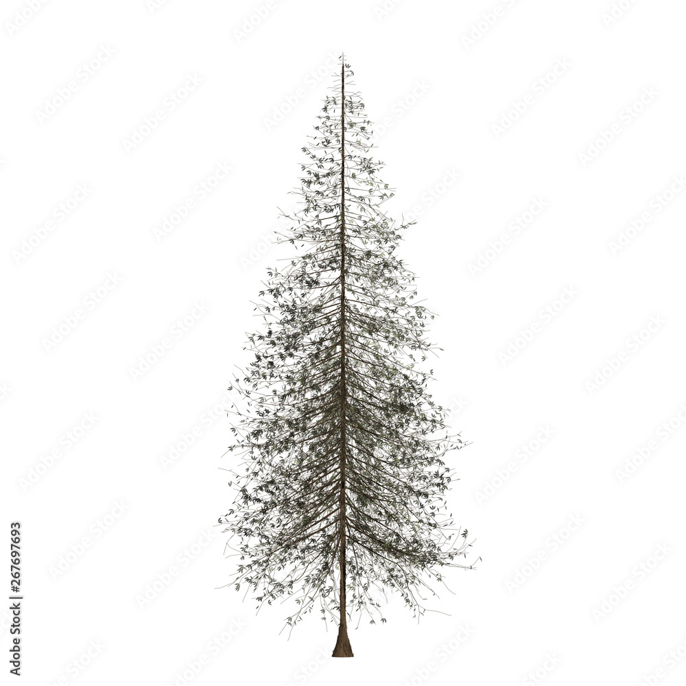 Redwood tree graphic picture. Chrismas tree Three-dimensional light and ...