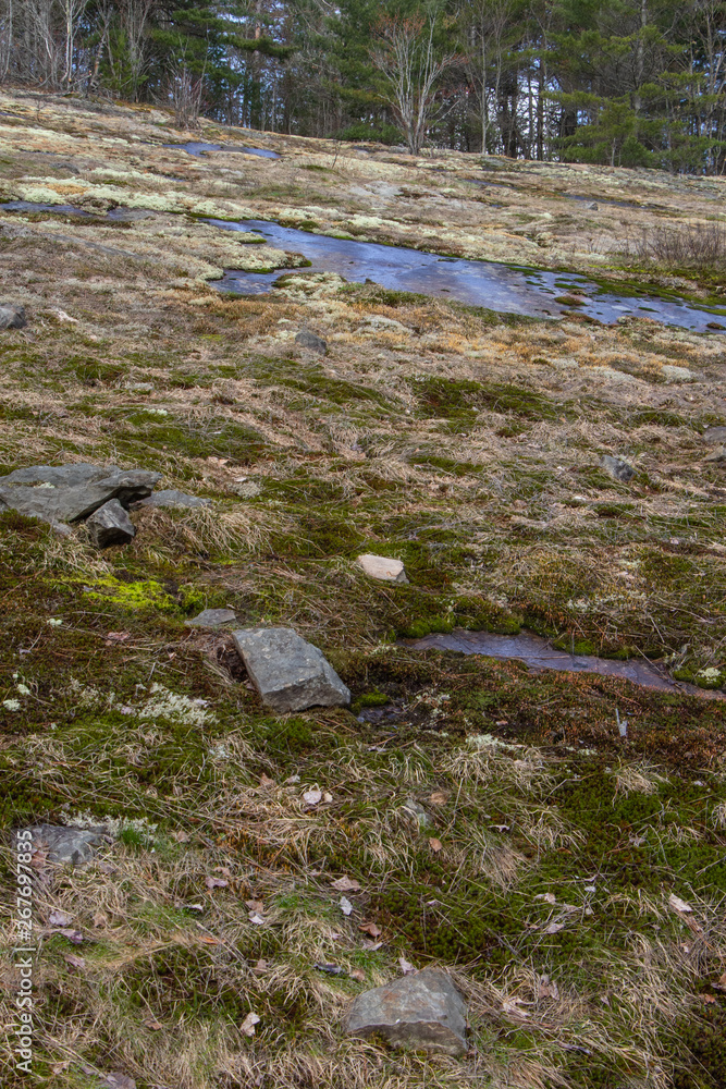 Canadian Shield Vegetation