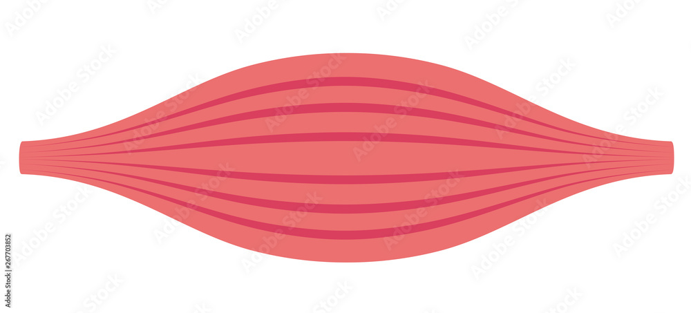 Healthy muscle flat illustration Stock Vector | Adobe Stock