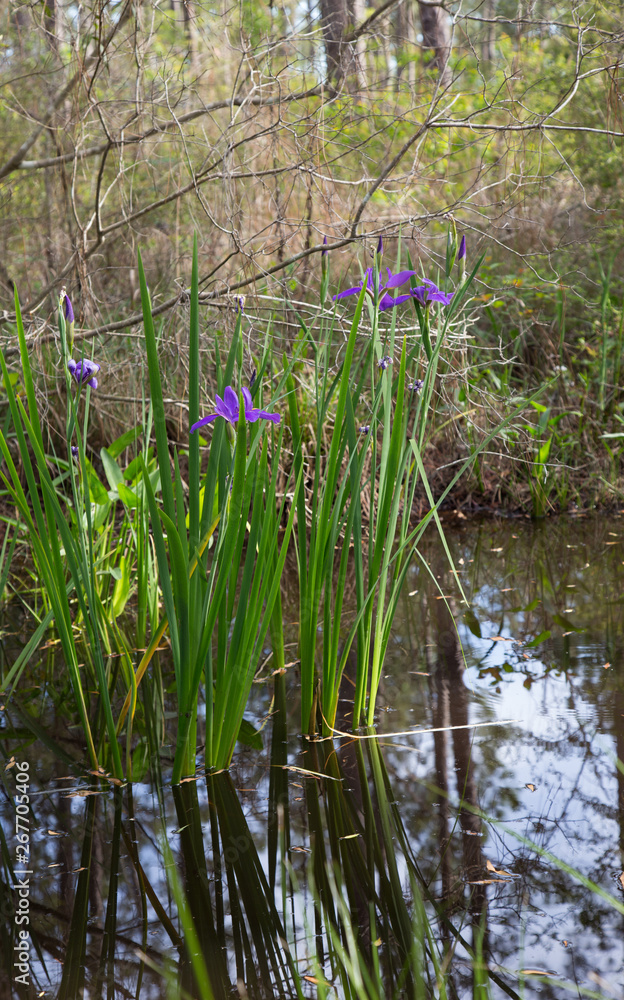 Louisiana Swamp Plants