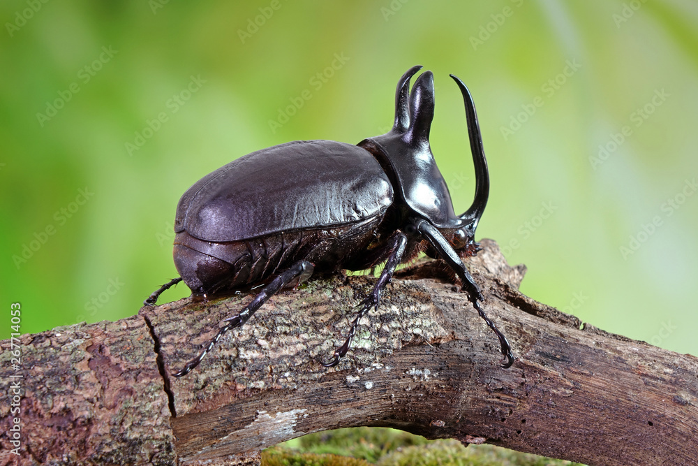 Rabbit ears beetles (Eupatorus Birmanicus) Horned Rhino Beetle with ...
