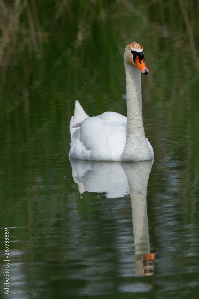 mute swan bird of European rivers and lakes Stock Photo | Adobe Stock