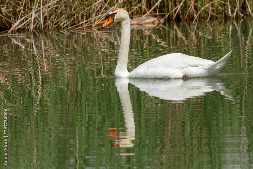 mute swan bird of European rivers and lakes Stock Photo | Adobe Stock