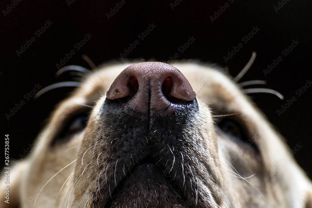 Nariz de perro Stock Photo | Adobe Stock