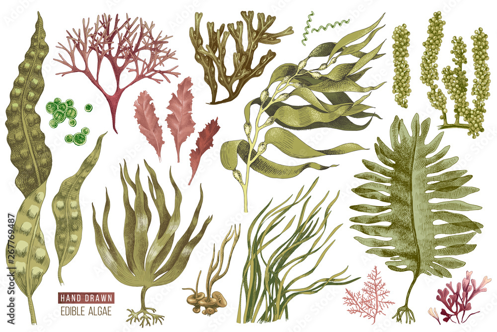 Hand drawn edible algae Stock Vector | Adobe Stock