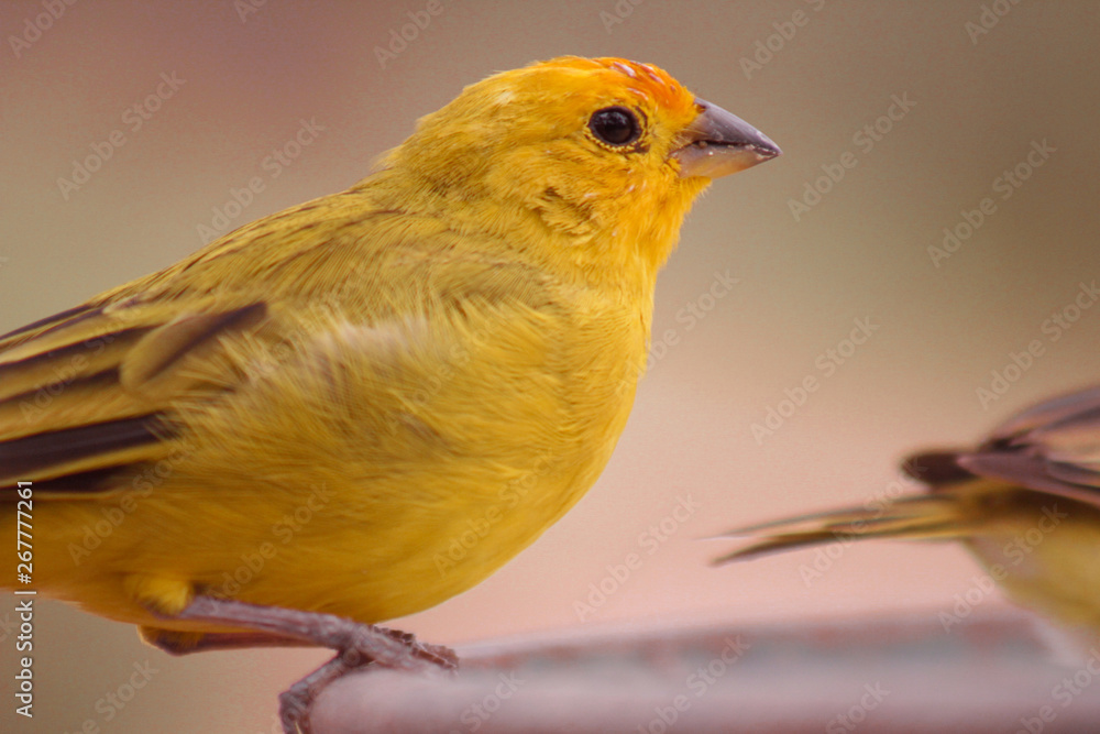 The true canary or canary of the earth, (scientific name: Sicalis flaveola L.), is also known in ...