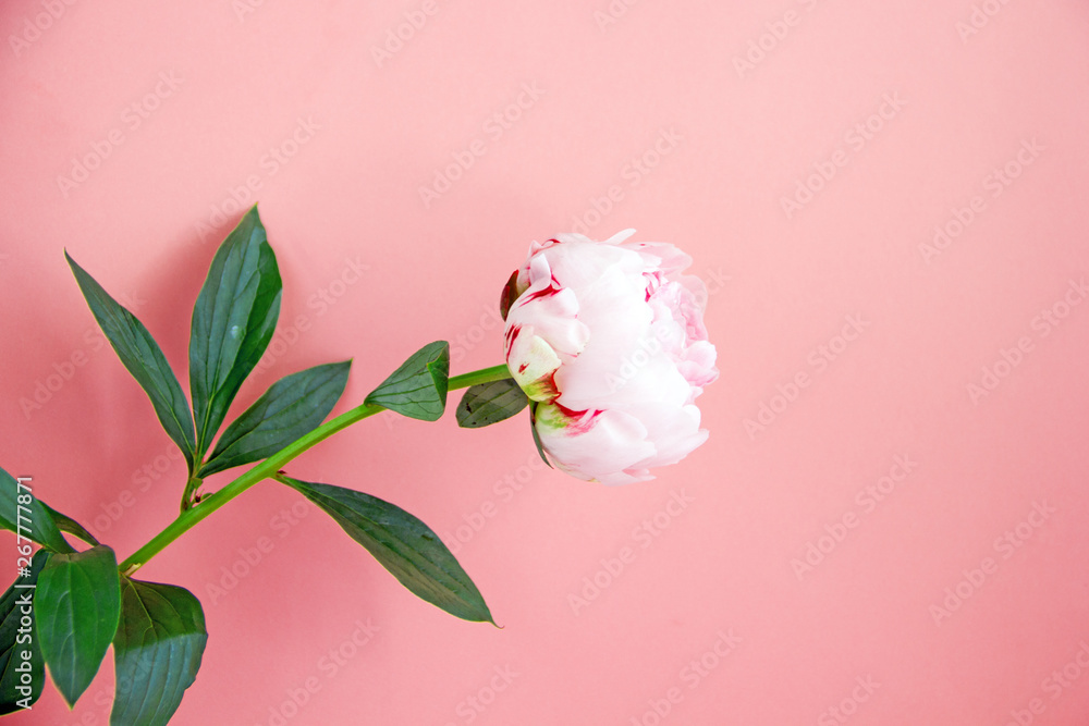 Single Big Pink Flowers