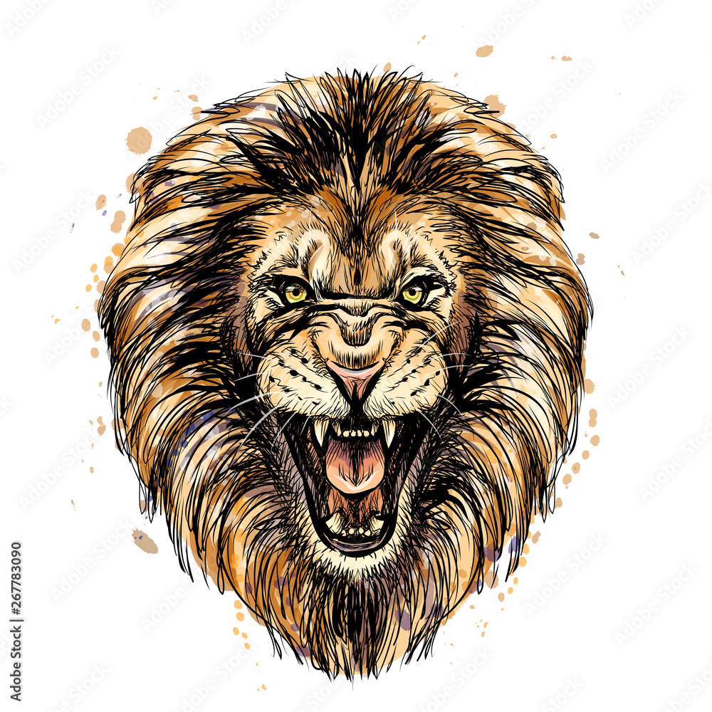 Sketchy graphic color portrait of a roaring lion on a white background ...