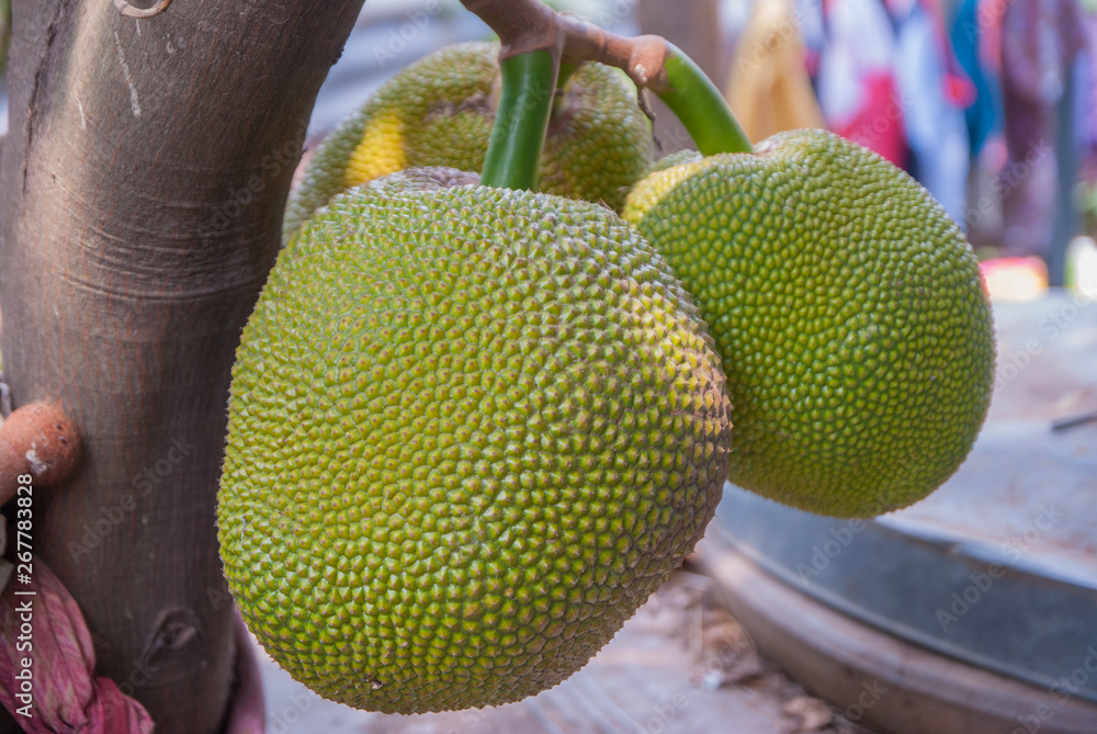 jackfruit, jackfruit from Thailand, big jackfruit Stock Photo | Adobe Stock