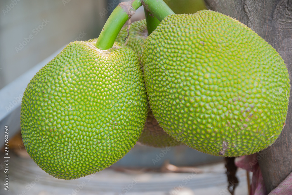 jackfruit, jackfruit from Thailand, big jackfruit Stock Photo | Adobe Stock