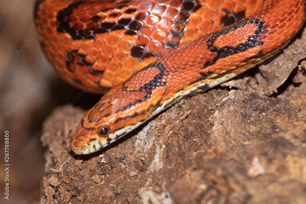 North Carolina Corn Snake