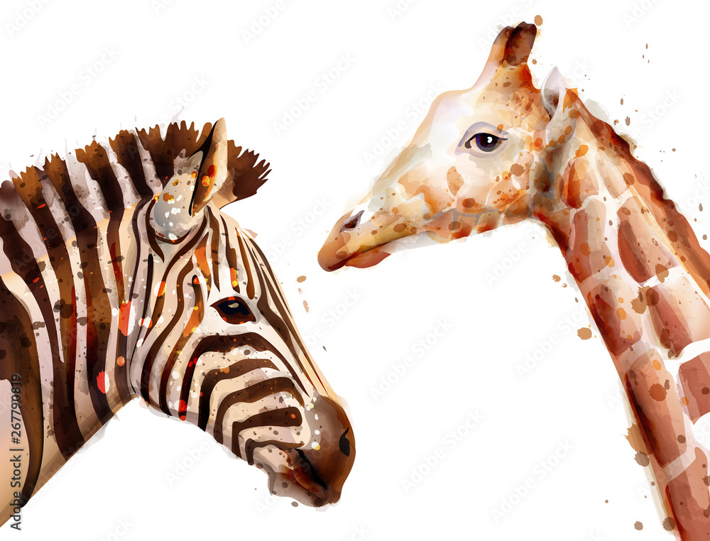 zebra and giraffe Vector watercolor. wildlife safari animals Stock ...