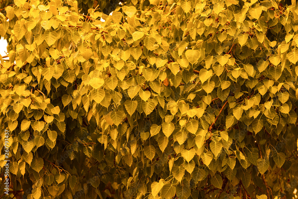 golden yellow leaf Pho leaf (Bo leaf) background in the forest bo tree ...