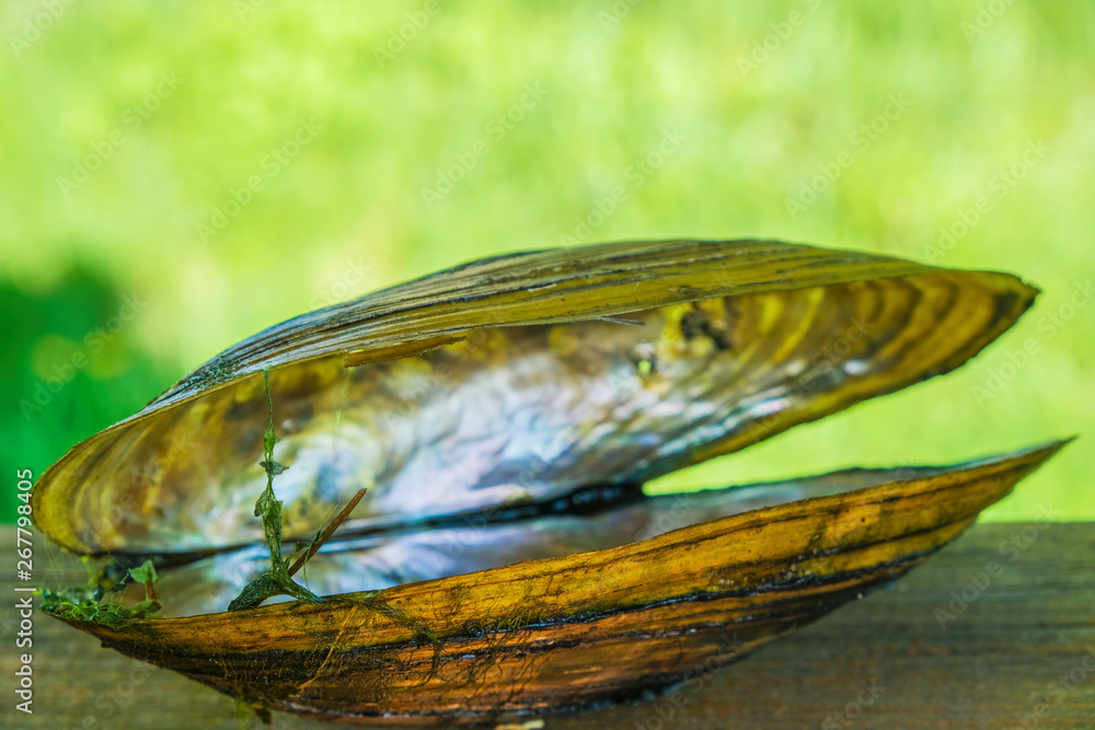 Freshwater mussel shell (anodonta cygnea) with remnants of algae on a ...