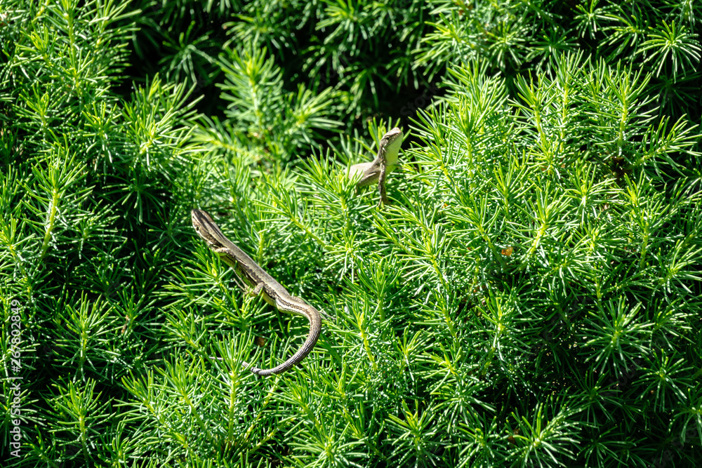Close-up of two beautiful little meadow lizards. Lizard Darevskia ...